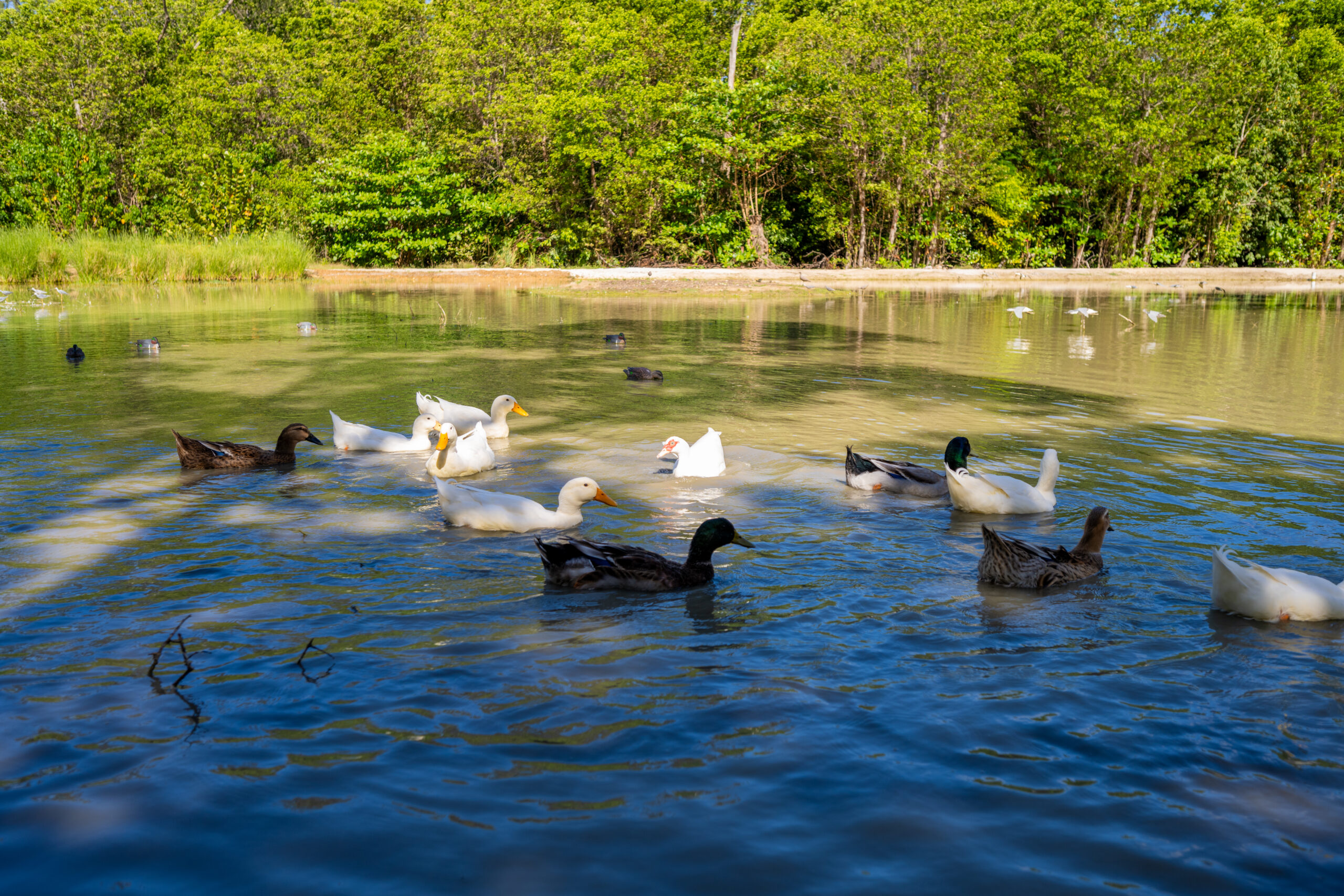 Migratory Bird Zone - Graeme Hall Nature Sanctuary